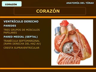 Anatomía del Corazón, presentación power point .pptx