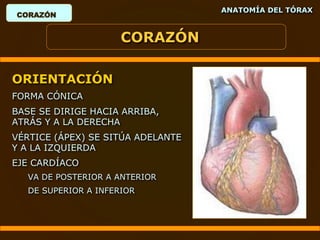 Anatomía del Corazón, presentación power point .pptx