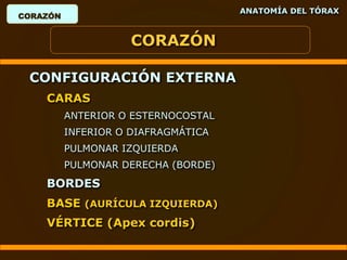Anatomía del Corazón, presentación power point .pptx