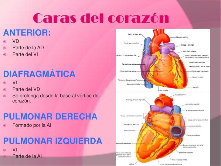 Corazón 2012 informatica
