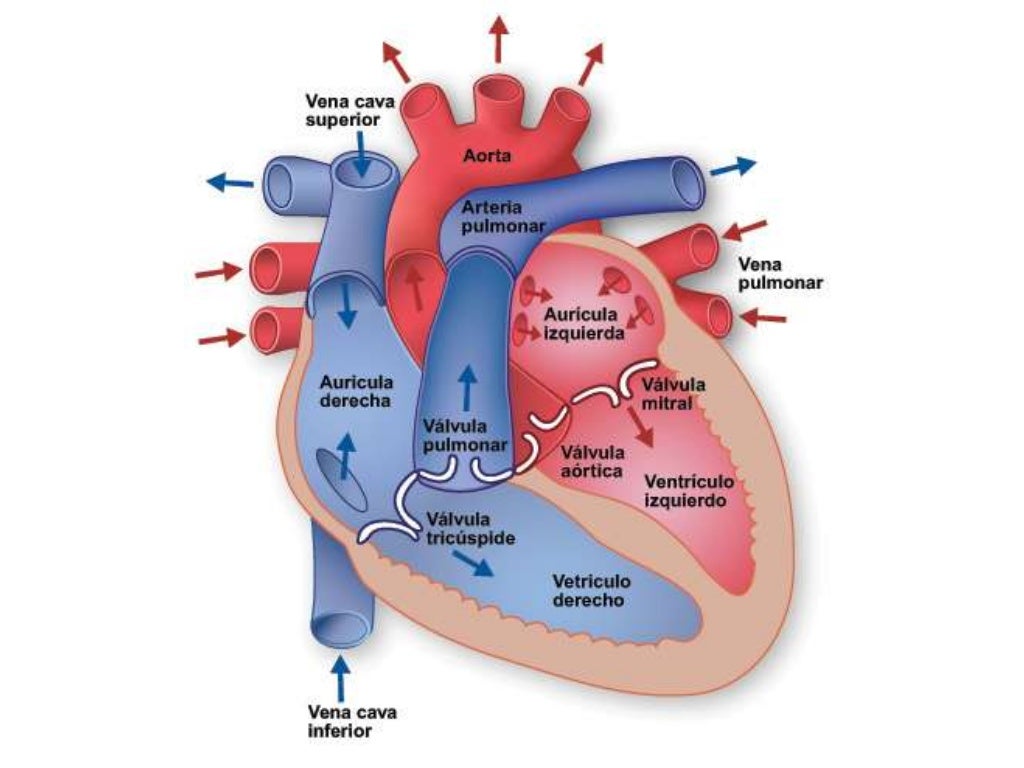 Corazón - configuración interna