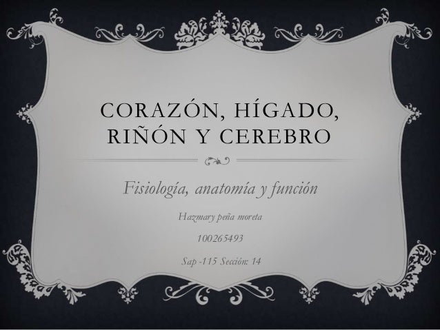 Corazón Hígado Riñón Y Cerebro