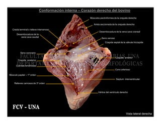 Aparato Circulatorio de los animales domésticos | PDF