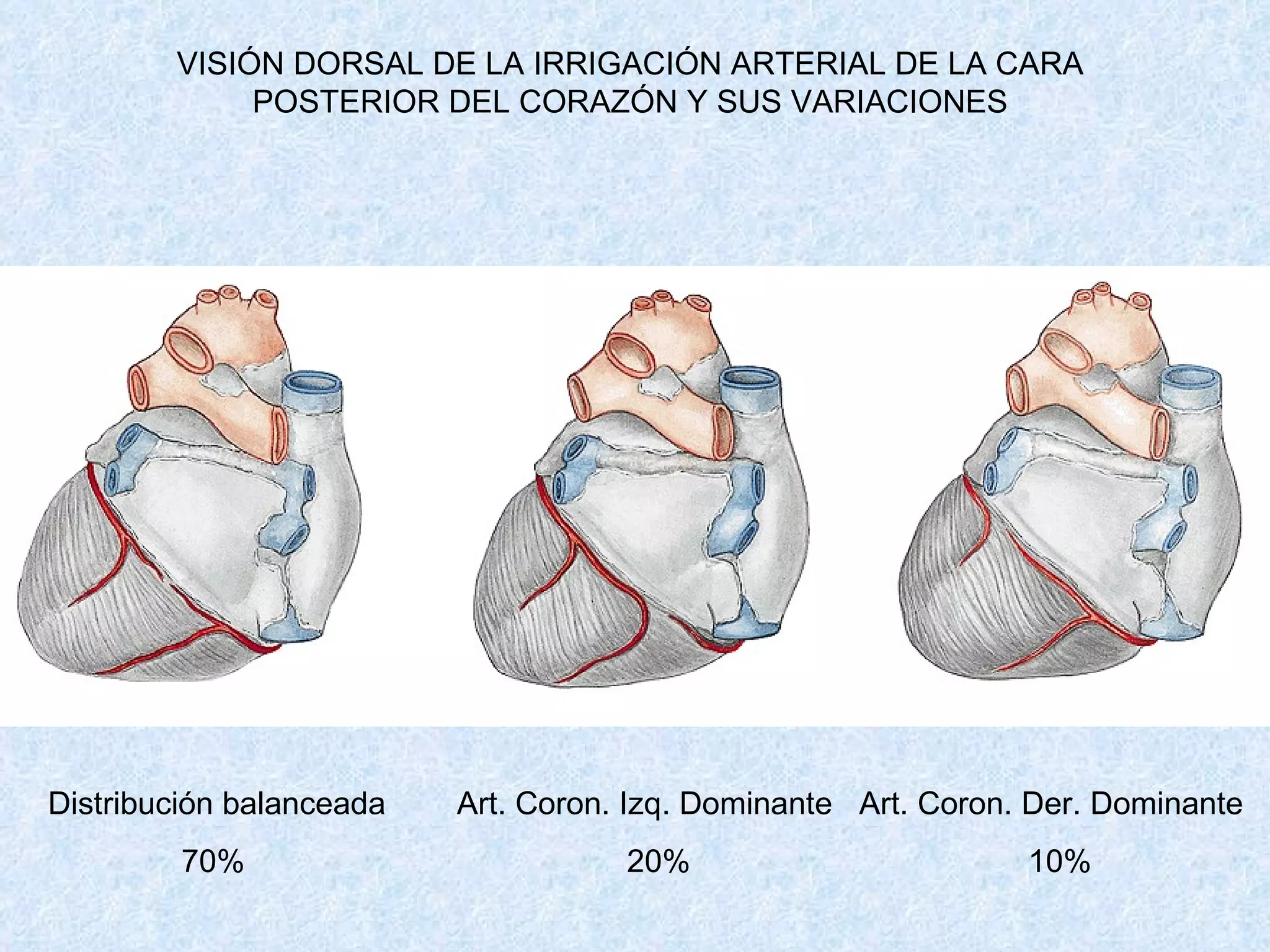 Corazón y grandes vasos | PPT