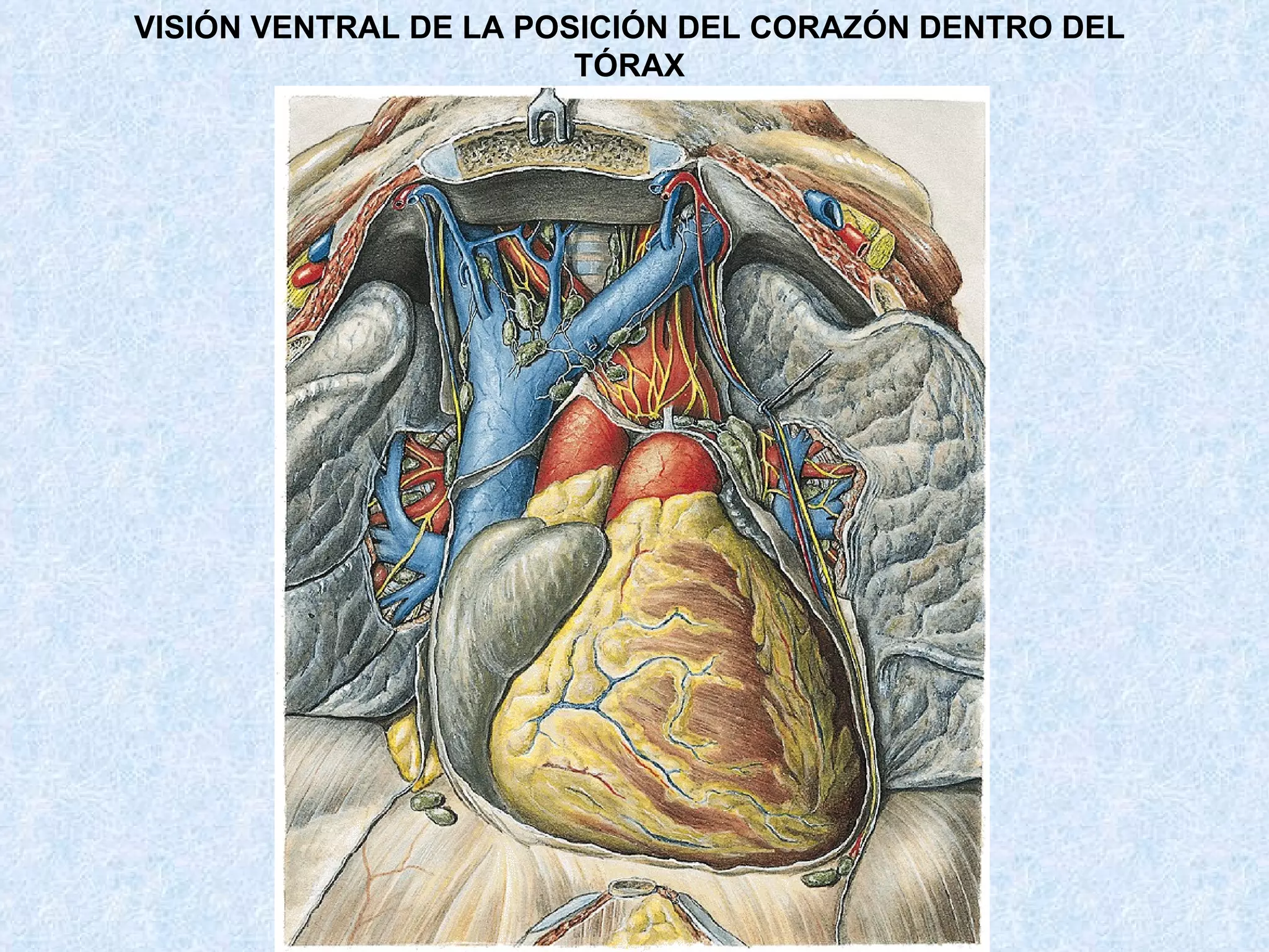 Corazón y grandes vasos | PPT