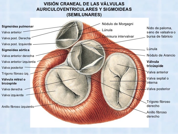 Corazón y grandes vasos
