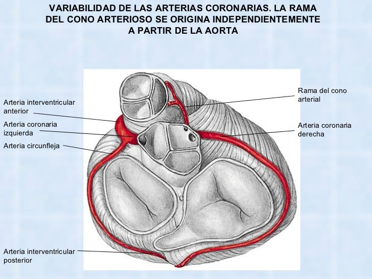 Corazón y grandes vasos