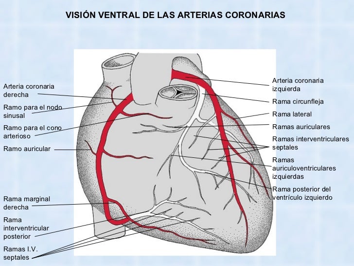 Corazón y grandes vasos