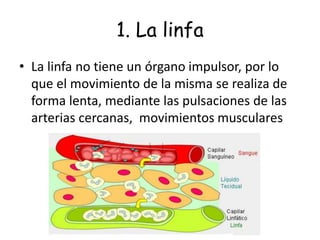 Corazón y linfa | PPTX