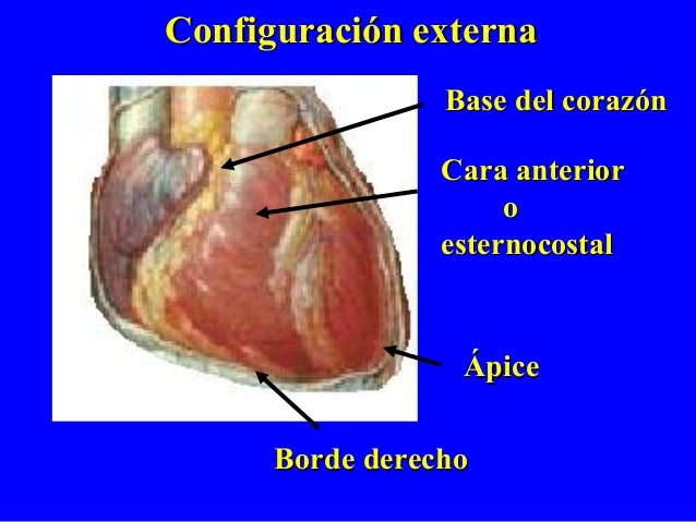 Corazón y pericardio