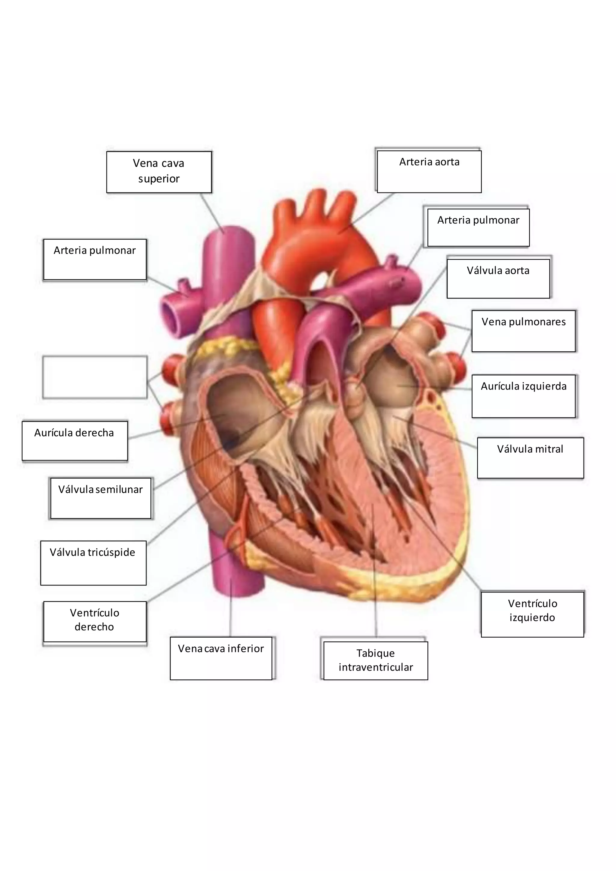 Corazón y sus partes | DOCX | Heart and Cardiovascular Diseases ...