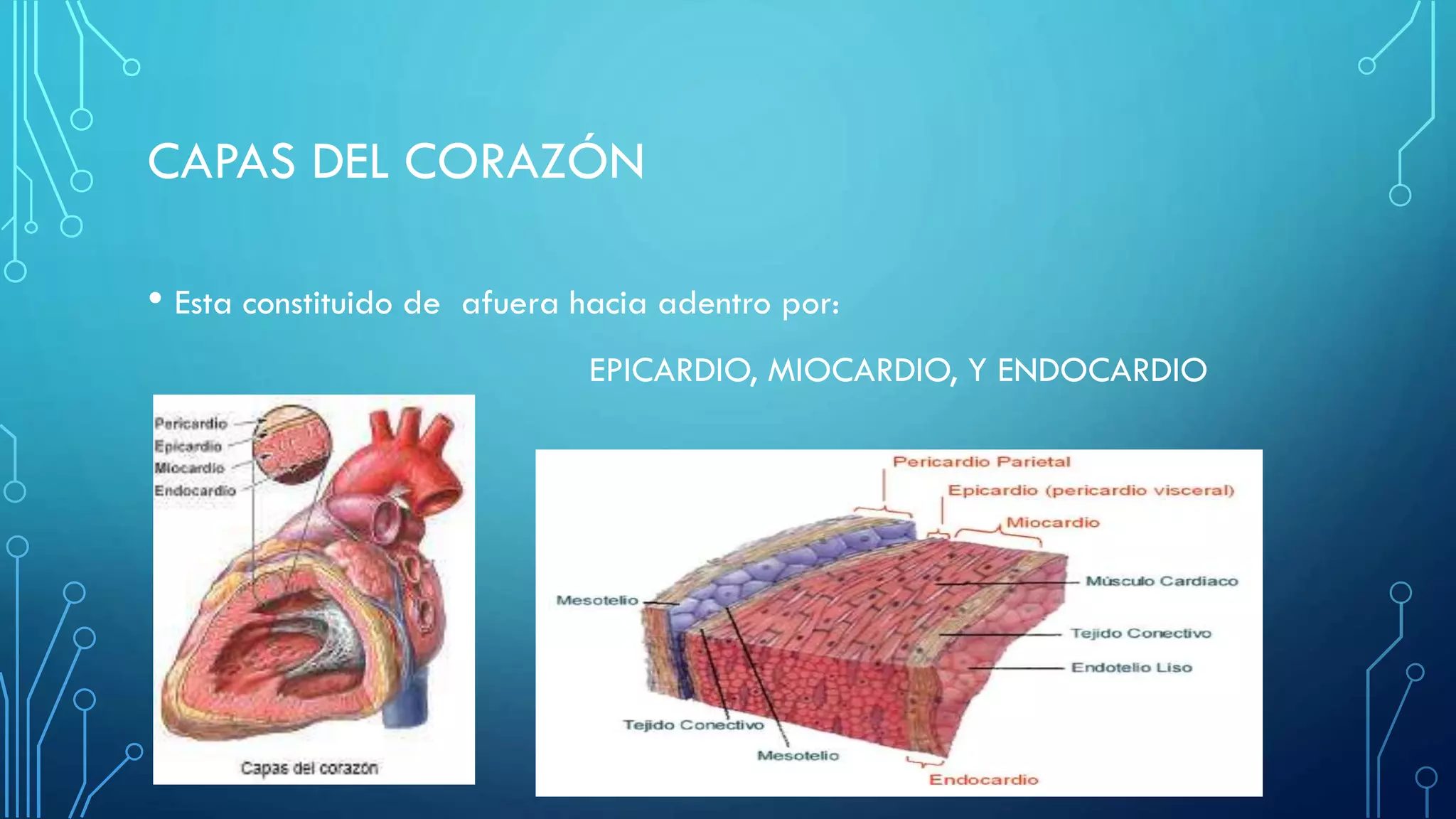 Corazon: Fisiologia y funciones Normales del Corazon | PPT
