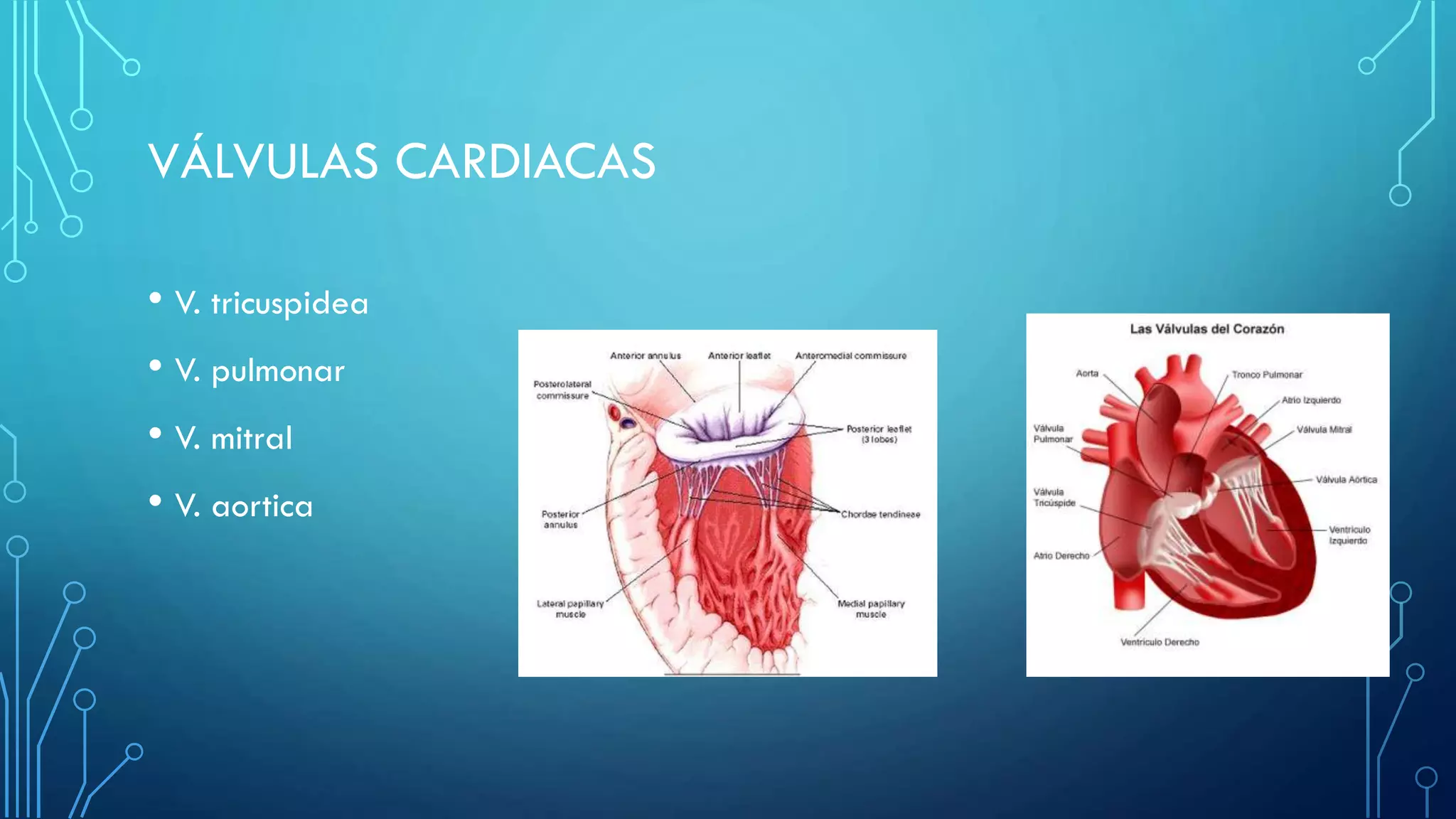 Corazon: Fisiologia y funciones Normales del Corazon | PPT