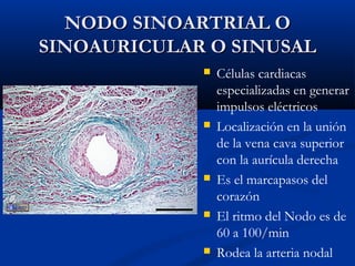 Histología de Corazón | PPT