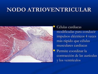 Histología de Corazón | PPT