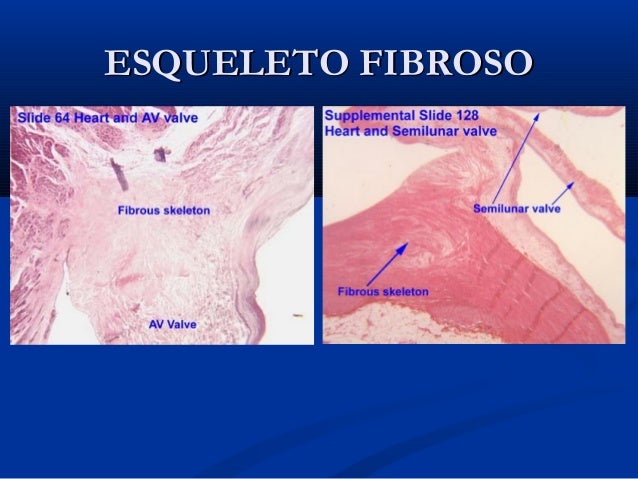 Histología de Corazón