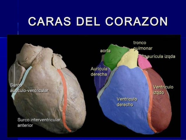 Corazon
