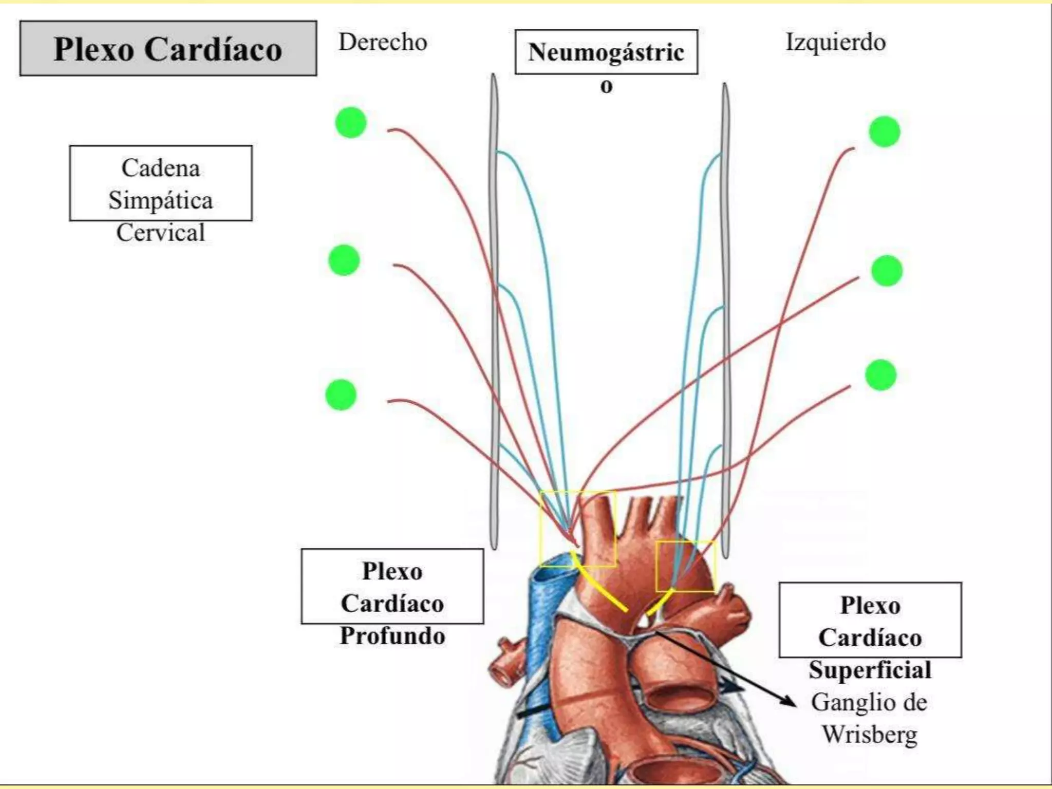 Inervación del Corazón - Intrínseca y Extrínseca | PPTX