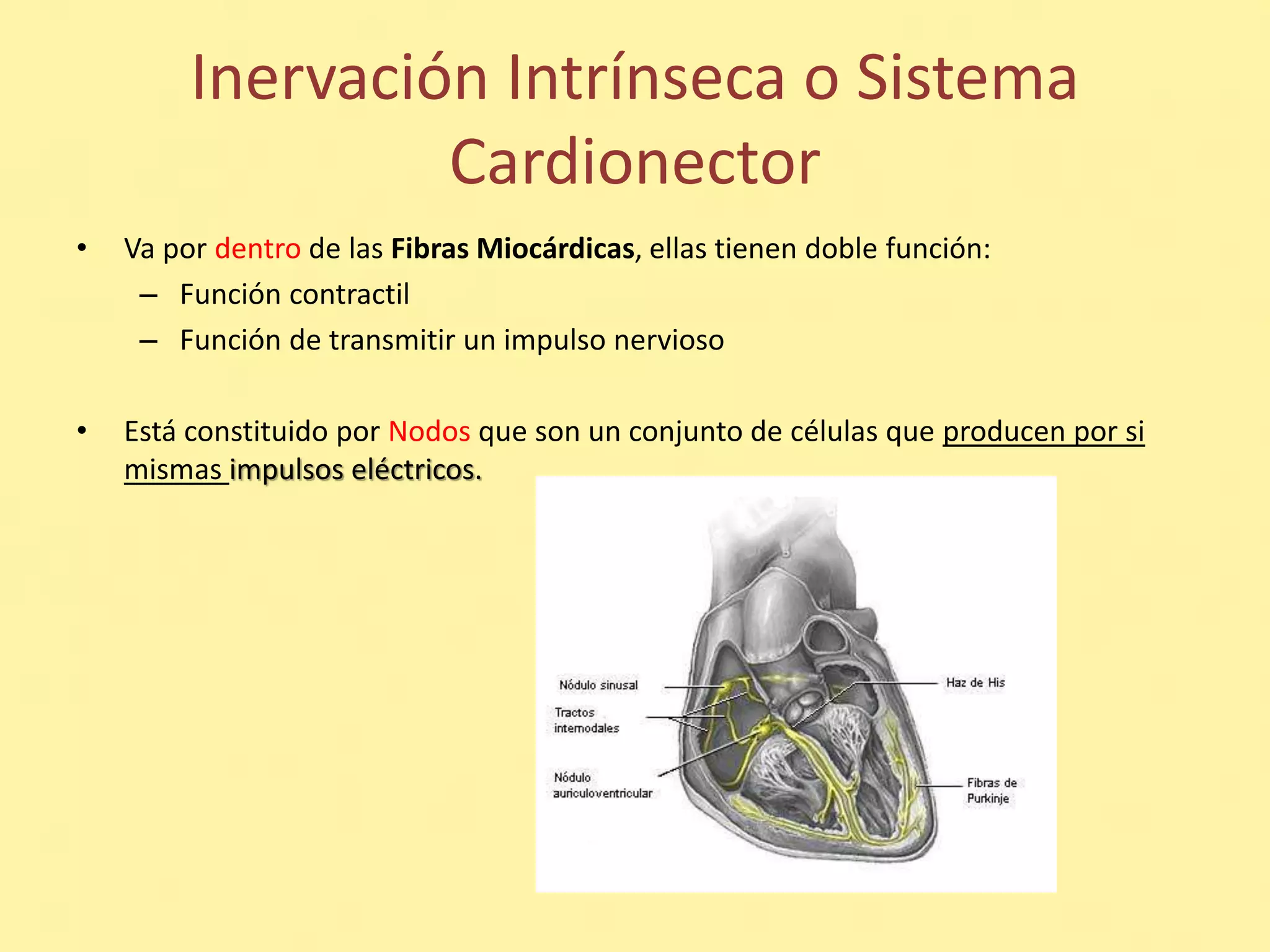 Inervación del Corazón - Intrínseca y Extrínseca | PPTX