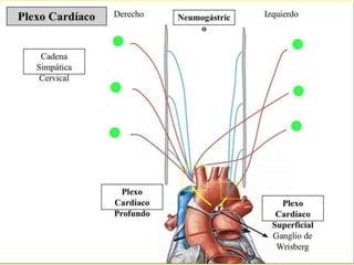 Inervación del Corazón - Intrínseca y Extrínseca | PPTX