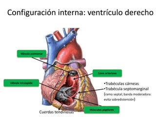 Corazon.ppt