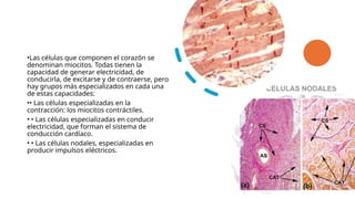 corazon, disvisión, fisiología, tipos de dolor toracico | PPTX
