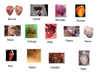 Corazon Animales | PPTX