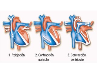 Corazon Animales | PPTX