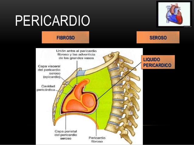 Corazon anatomia 2