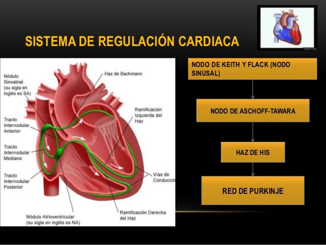 Corazon anatomia 2