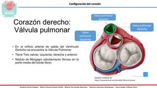 Configuración del corazón | PPTX