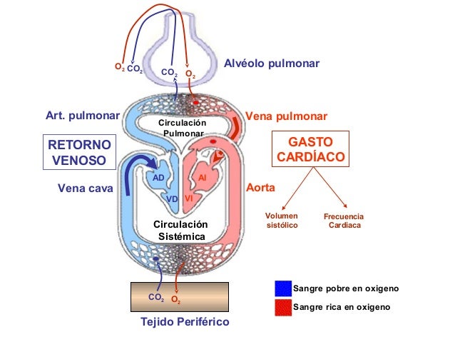 Gasto cardíaco, retorno venoso y su regulación – Brenda Alejandra