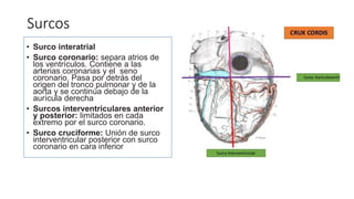 Corazón configuración externa | PDF