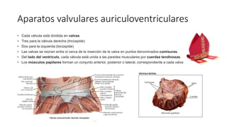 Corazón configuración interna | PDF