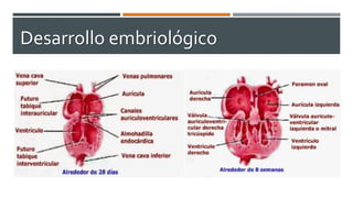Fisiologia Del Corazon De Bebe