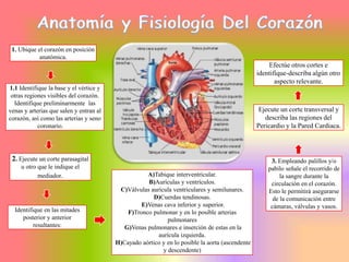 ANATOMÍA DEL CORAZÓN | PPTX