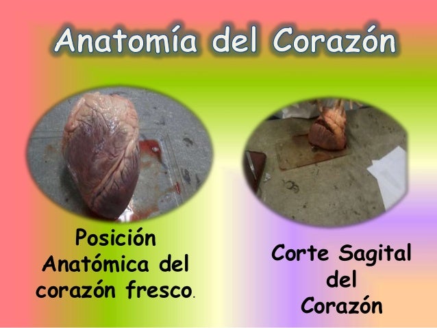 ANATOMÍA DEL CORAZÓN
