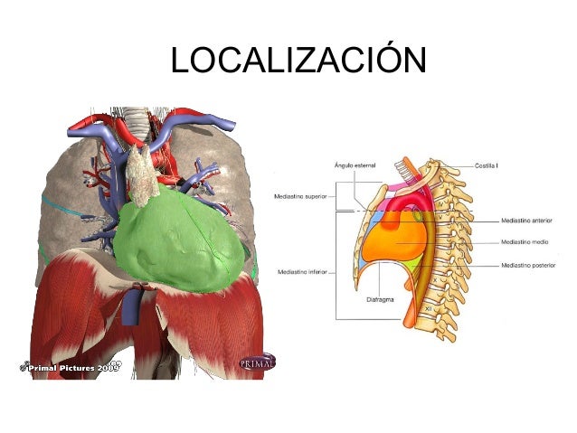 Anatomia del corazón
