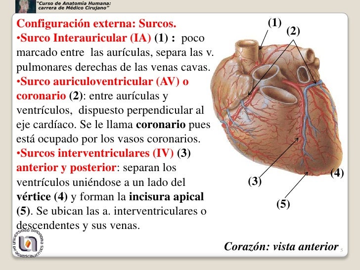 Corazon primera