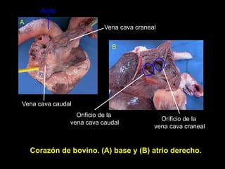 Partes del Corazon de dif especies Rev 2020.pdf