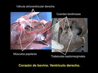 Partes del Corazon de dif especies Rev 2020.pdf