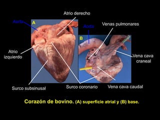 Partes del Corazon de dif especies Rev 2020.pdf