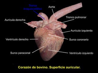 Partes del Corazon de dif especies Rev 2020.pdf
