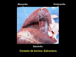 Partes del Corazon de dif especies Rev 2020.pdf