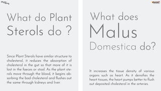 Corazon Stem By Phyto Atomy.pdf