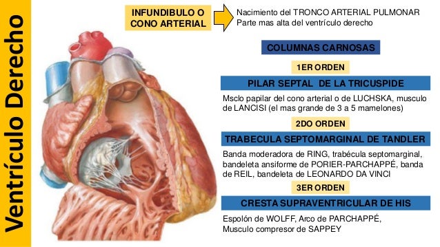 Anatomía de corazón y grandes vasos