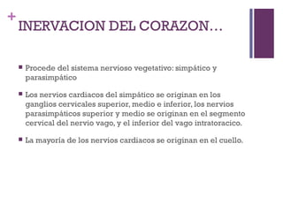 anatomia del corazon | PPT