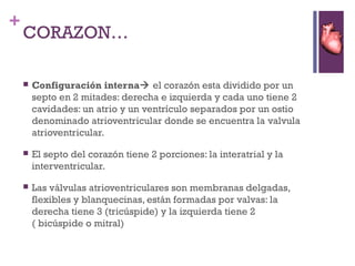 anatomia del corazon | PPT