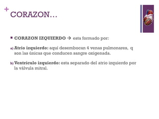 anatomia del corazon | PPT
