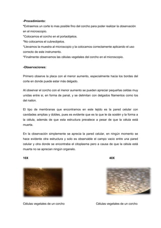 celulas del corcho | DOCX